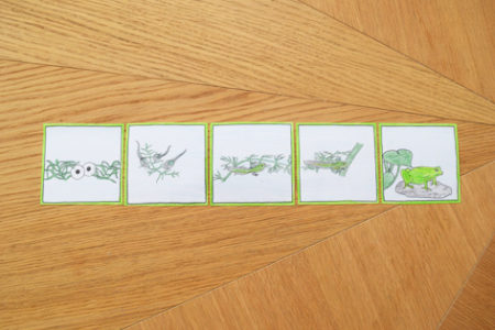 Cycle de vie de la grenouille - activité avec les enfants