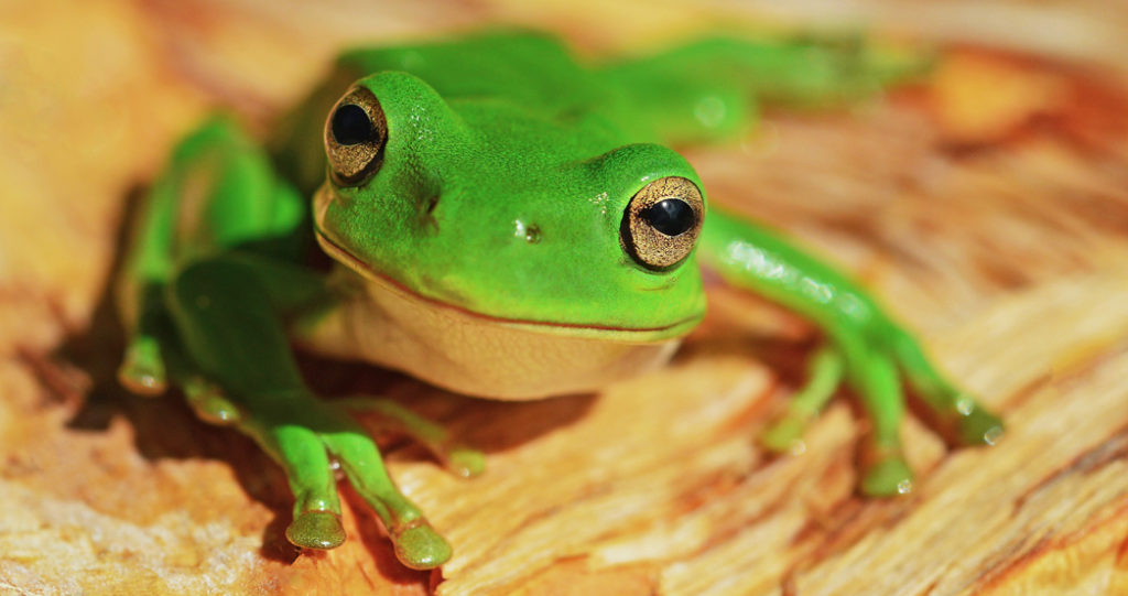 Cycle de vie de la grenouille - activité avec les enfants