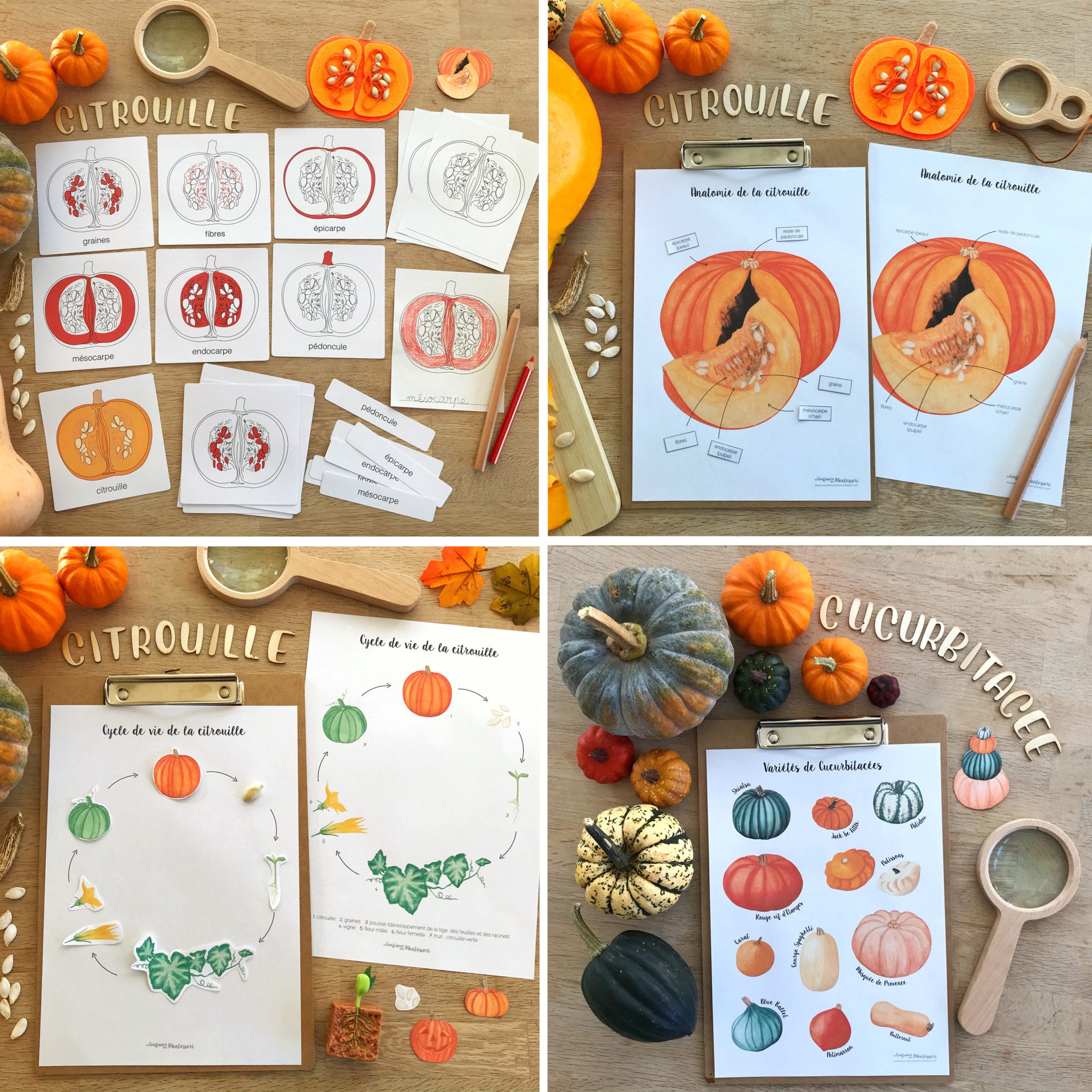 Découvrir la citrouille avec nos ateliers Montessori découverte ...