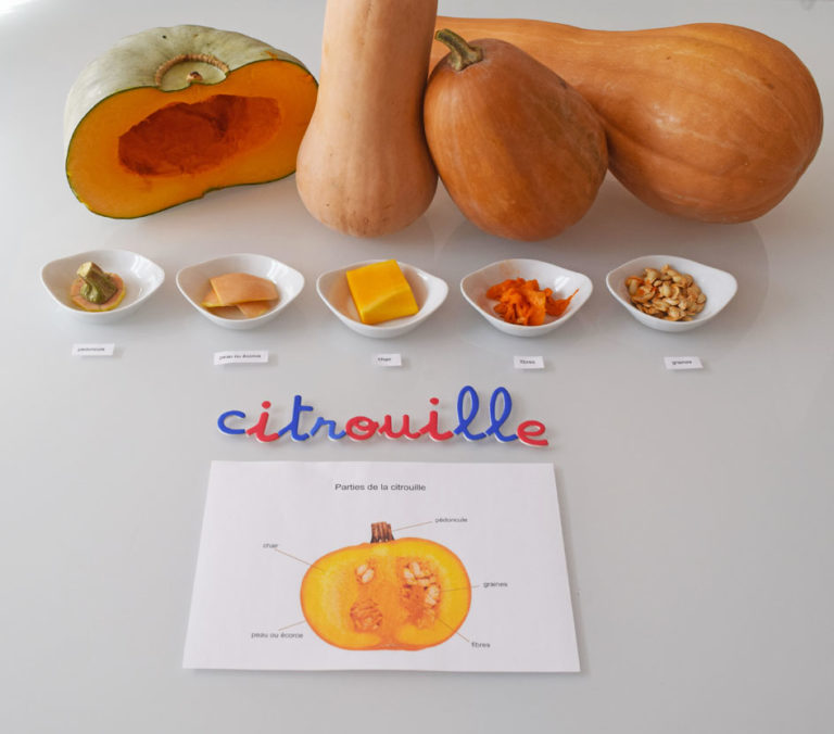 Découvrir la citrouille avec nos ateliers Montessori découverte ...