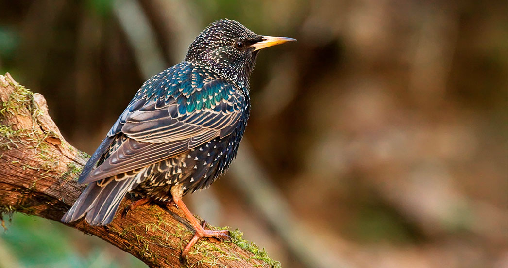 Les oiseaux avec nos ateliers Montessori découverte + Printables