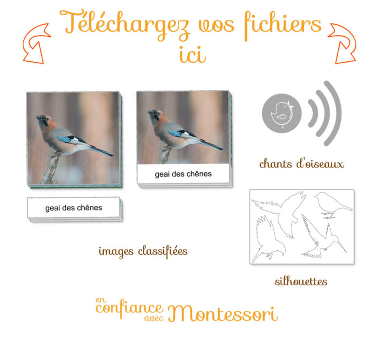 Les oiseaux avec nos ateliers Montessori découverte + Printables