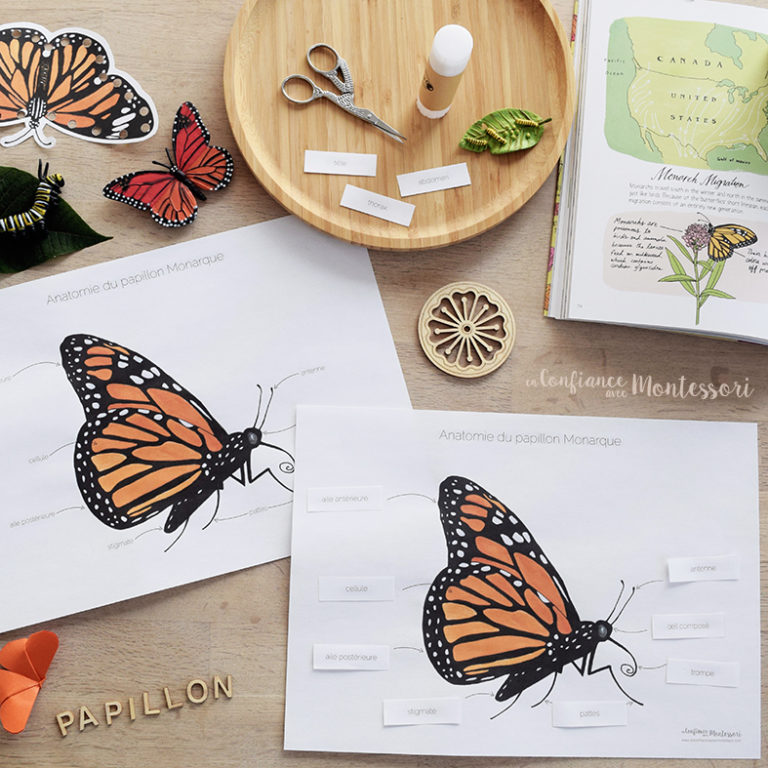 Affiches Anatomie du papillon Monarque + Affiches à compléter