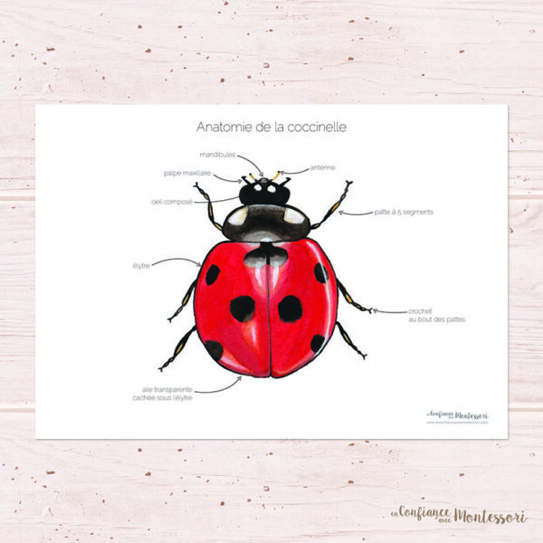 Affiches Anatomie de la coccinelle + Affiches à compléter