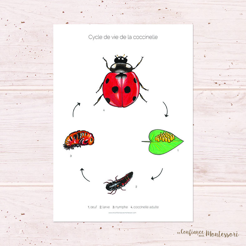 Coccinelle Cp