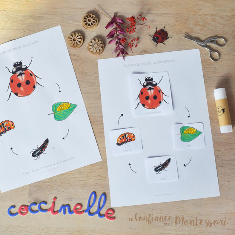 Affiche cycle de vie de la coccinelle + Affiche à compléter