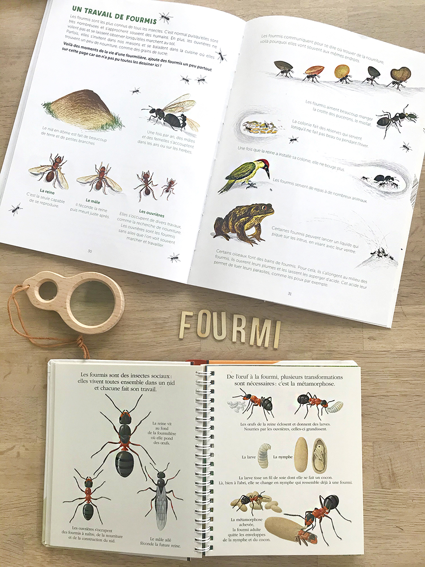 Atelier découverte Montessori thème : Fourmi