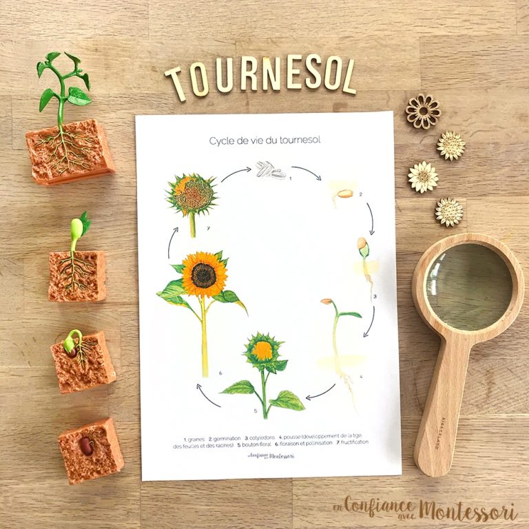 Affiche cycle de vie du tournesol + Affiche à compléter
