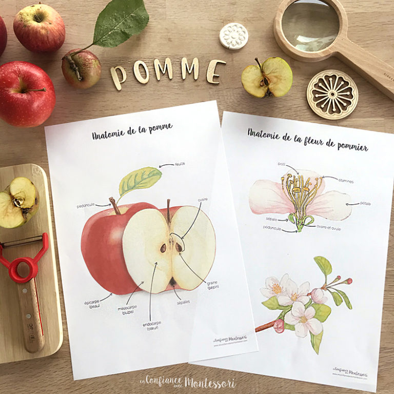 Affiche Anatomie de la pomme et sa fleur + Affiches à compléter
