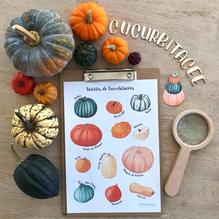 Affiche 11 variétés de cucurbitacées