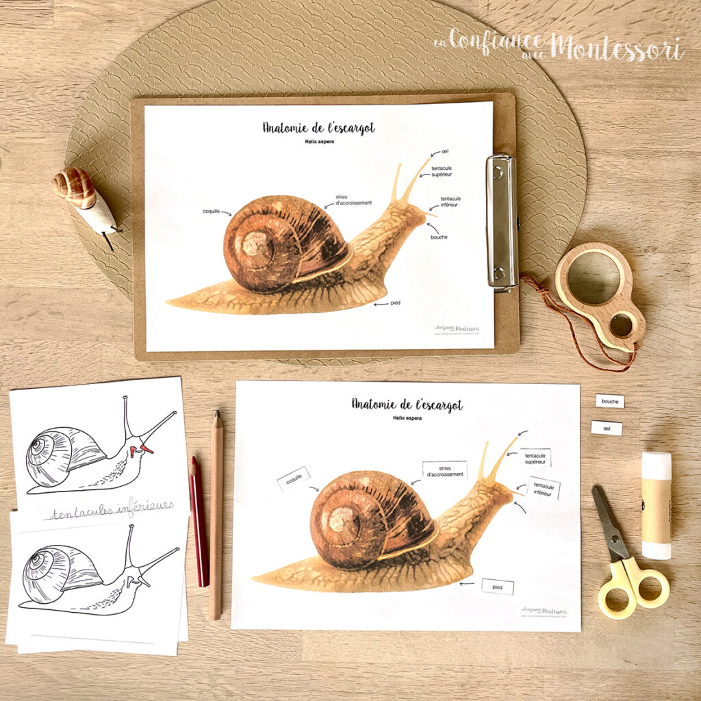Affiches sur l'Anatomie de l'escargot